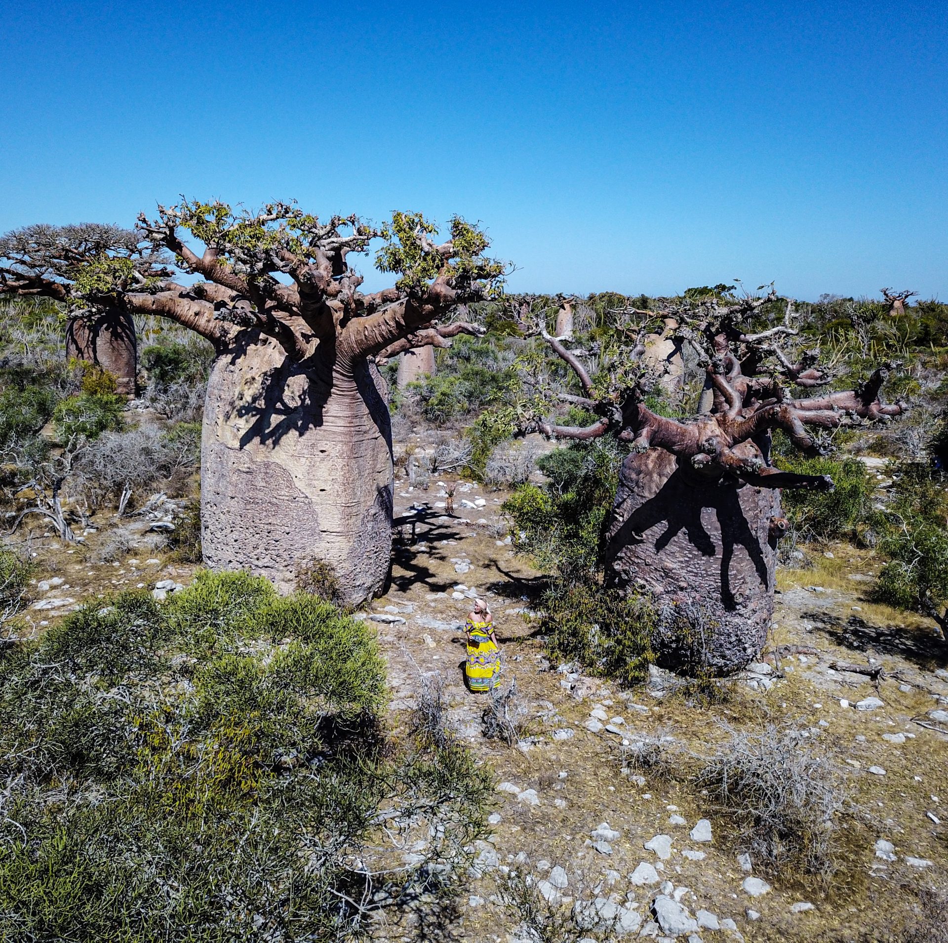 Madagascar Unfiltered Day 4&5: Mikea Beaches, Baobab Forest, Glamping ...